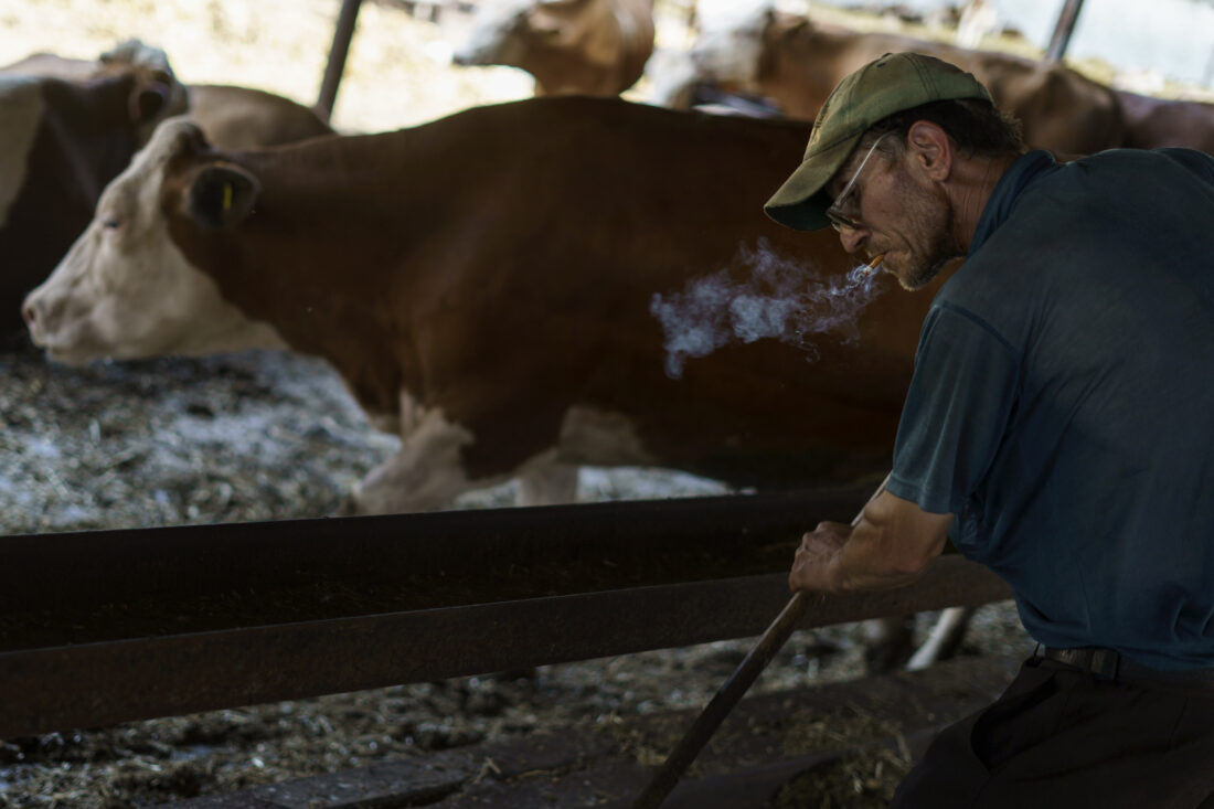 Dairy farm in Ukraine’s Donbas region struggles to survive | News ...